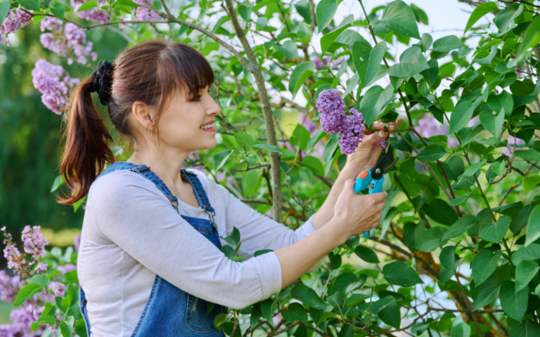When to Trim Lilac Bushes: A Comprehensive Guide with 6 Essential ...